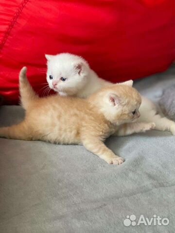 Шотландские котята