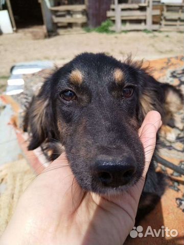 Маленькая собака в добрые руки