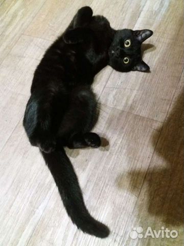 Потерялась кошка