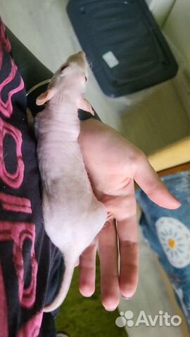 Крыса сфинкс