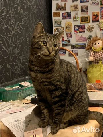 Котенок кот