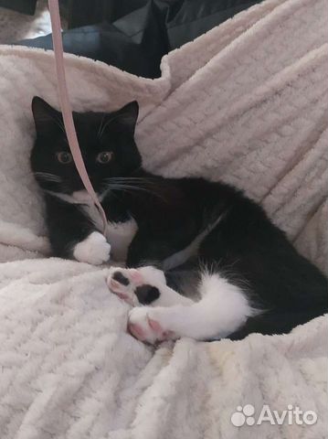 Отдам в хорошие руки кота молодого