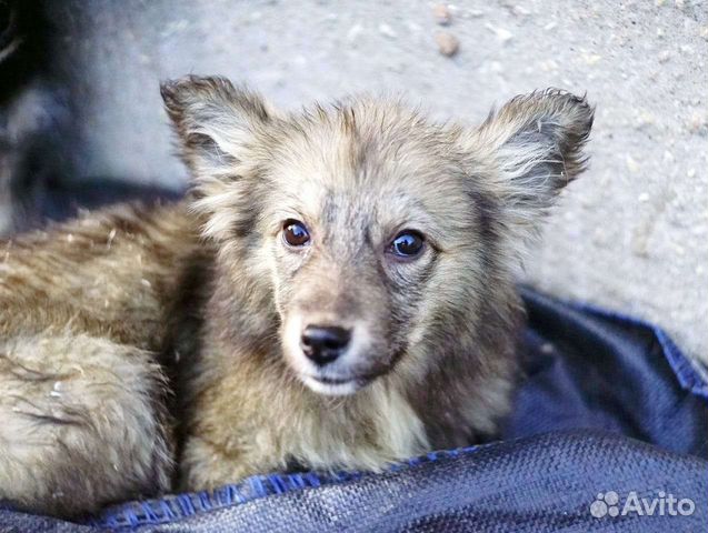 Щенок в дар