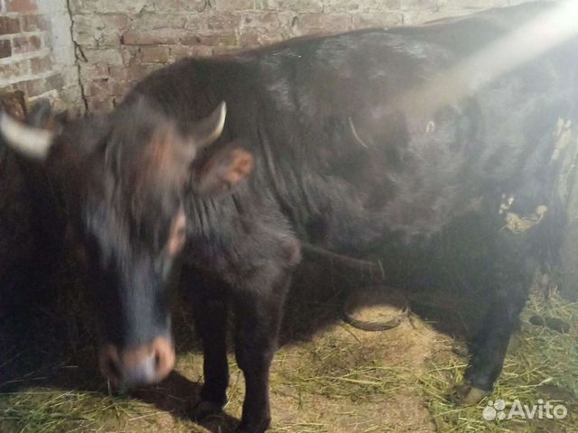 Телка 1 год 3 месяца