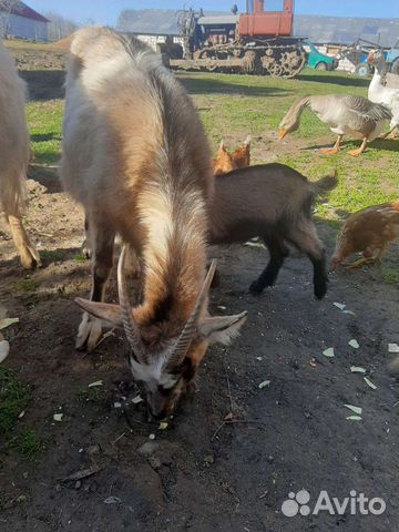Продам коз 5 штук и холмогорских гусей