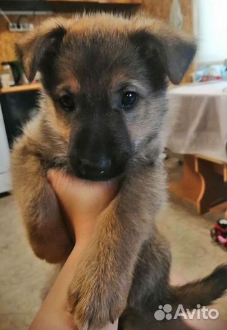 Щенок немецкой овчарки