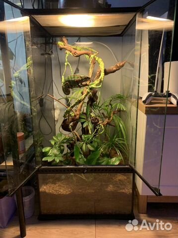 Пантеровый хамелеон