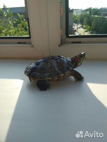 Отдам хорошую умную черепашку