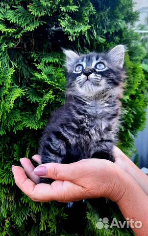 Котенок, кошка, котята 1.5 мес. в добрые руки
