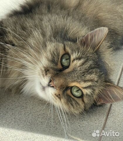 Сибирский кот