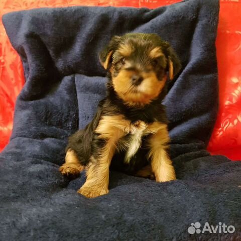 Йоркширский терьер щенки