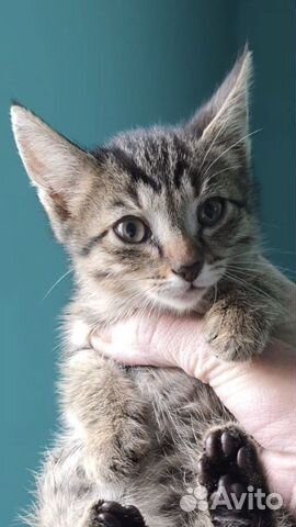 Котенок полосатое счастье в дар