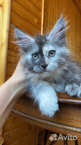 Чистокровная кошка мэйн кун