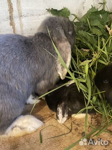Кролики породы французкий баран