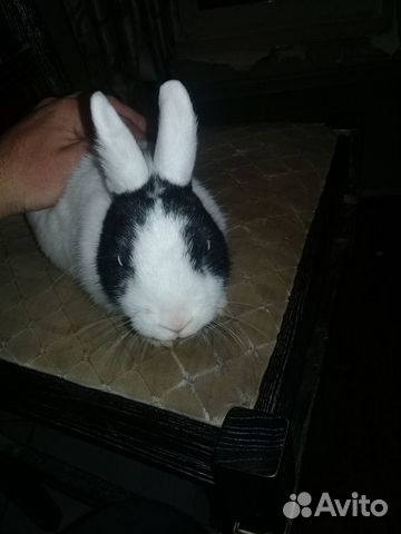 Кролик бело-серый бесплатно