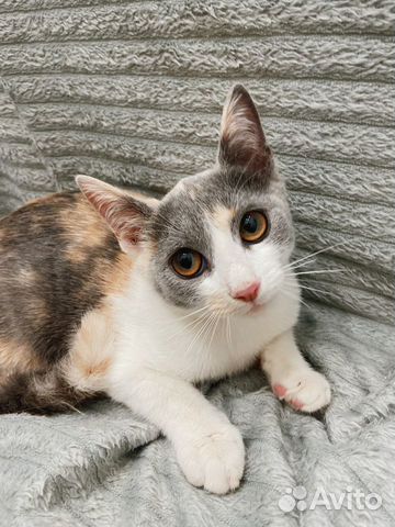 Котенок Руна трехцветная в добрые руки