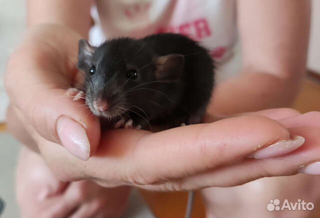 Крыса дамбо породистая