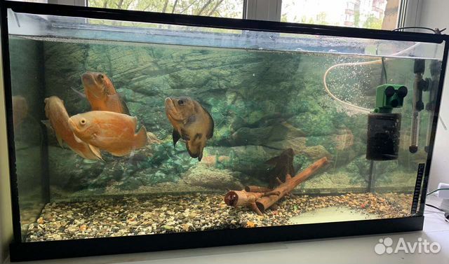 Аквариум с рыбками