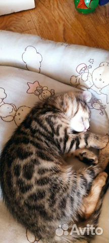 Бенгальские котята