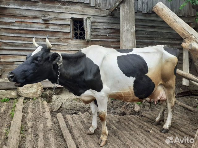 Продам дойную корову с телкой