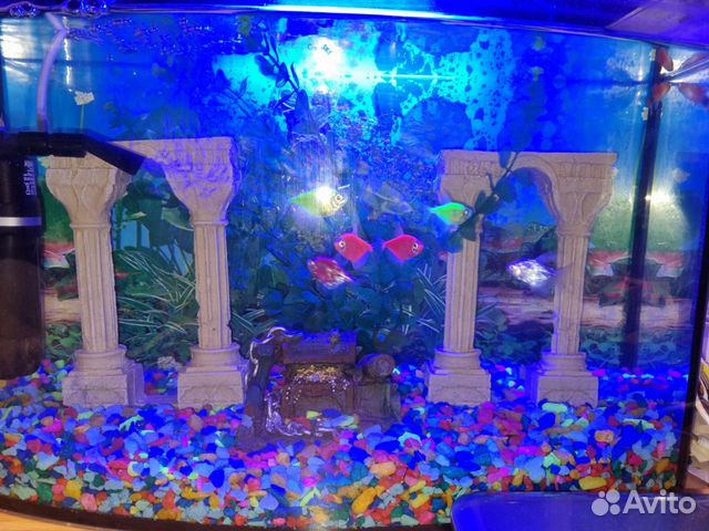 Аквариумные рыбки