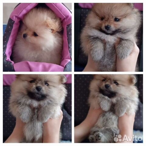 Великолепная четверка