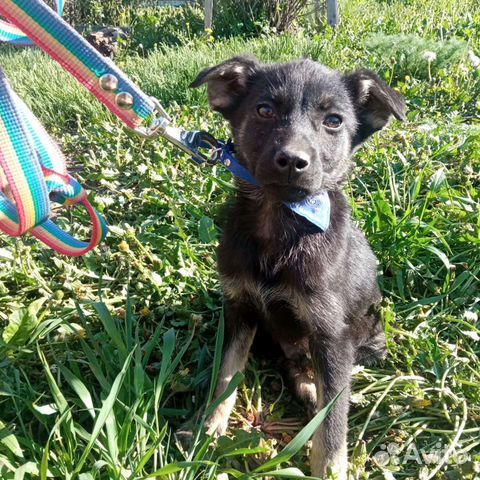 Собака щенки