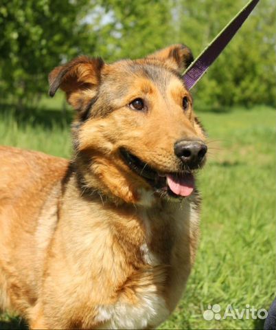 Пес Лобзик заглядывает в глаза умоляет спасти