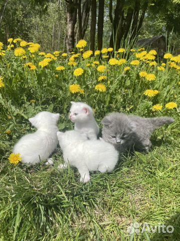 Британские котята