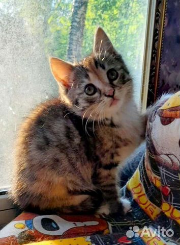 Шикарная девочка