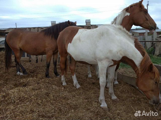Продам лошадей