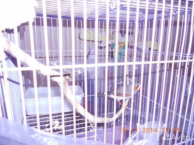 Зебровые амадины