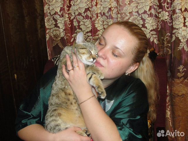 Котята Пиксибоб от питомника