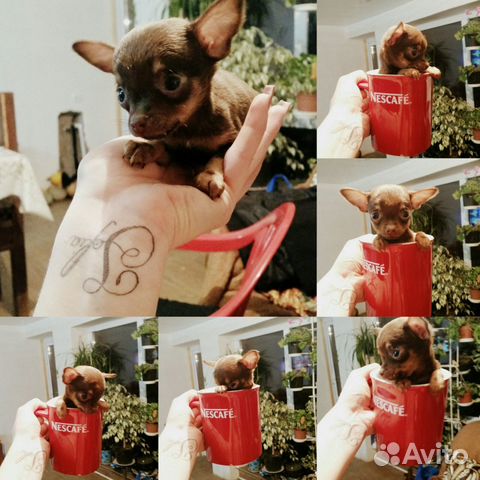 Тойки миники