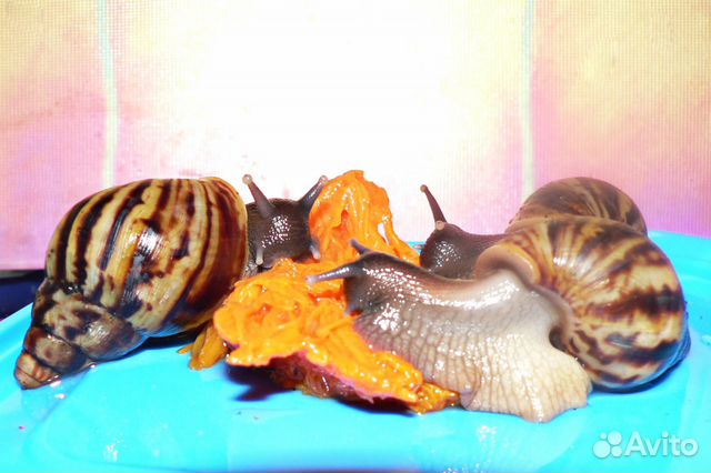 Полосатые улитки ахатины 4-5см