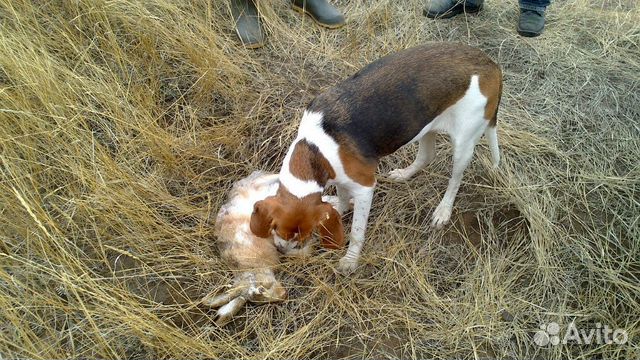 Выжлец эстонской гончей для вязки