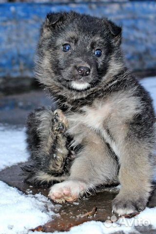 Ищут дом, малыши красавицы