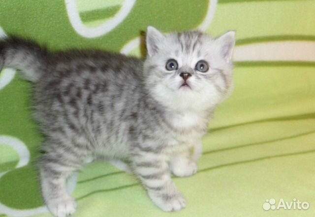 Британские котята