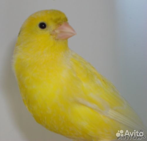 Певчие канарейки