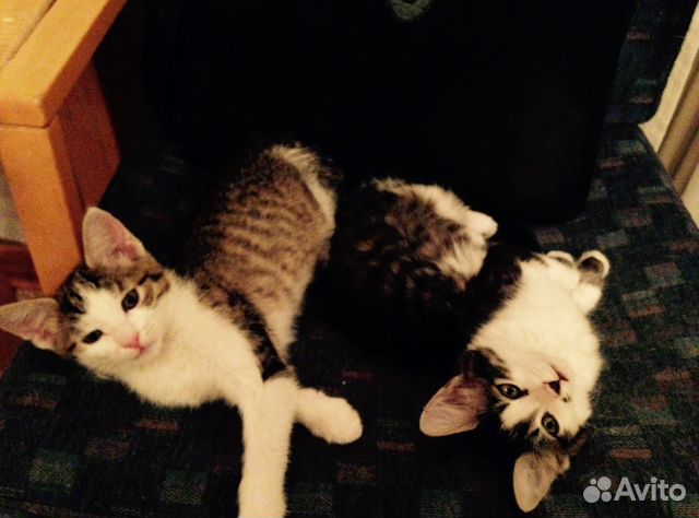 Прелестные, плюшевые подростки в добрые руки