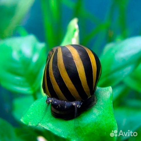 Улитка зебра