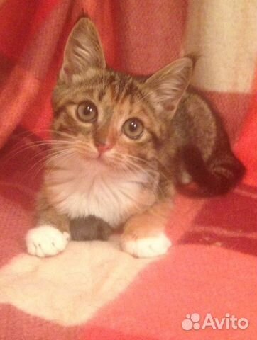 Плюшевая "креветка" - котенок Хартси в добрые руки