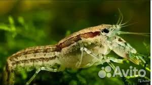 Мексиканские карликовые раки