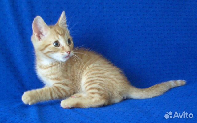 Котята Рыжие ребята даром в добрые руки на счастье