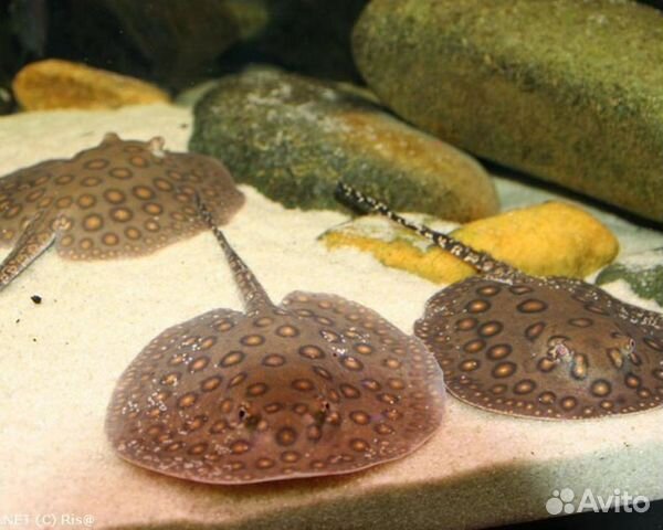 Скат моторо