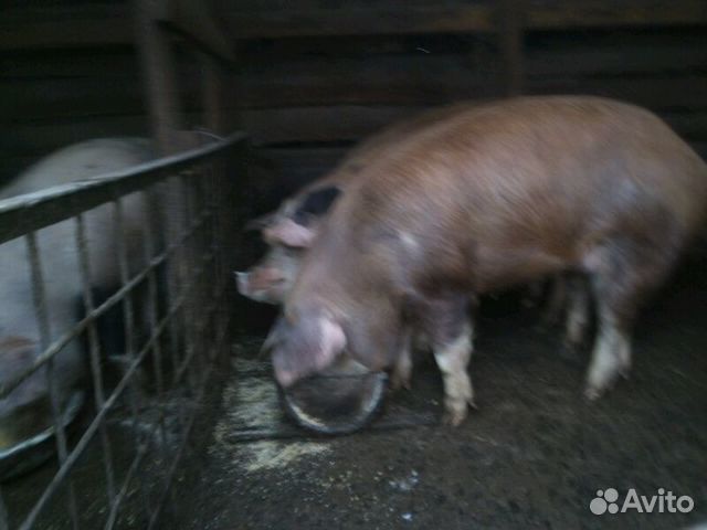 Свиньи Дюрок