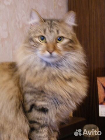 Будущий хозяин вашего дома (фенотип)