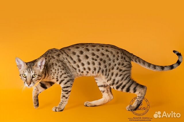 Шикарные Саванны Ф4