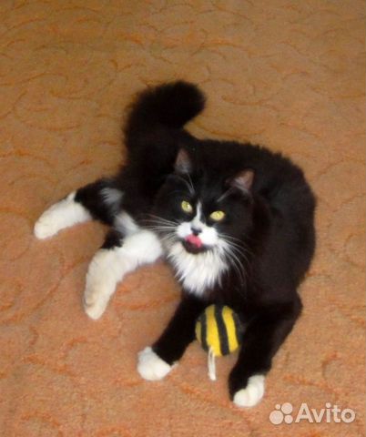 Сибирский котик