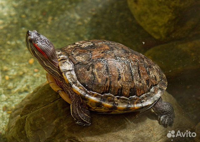 Черепаха Кира